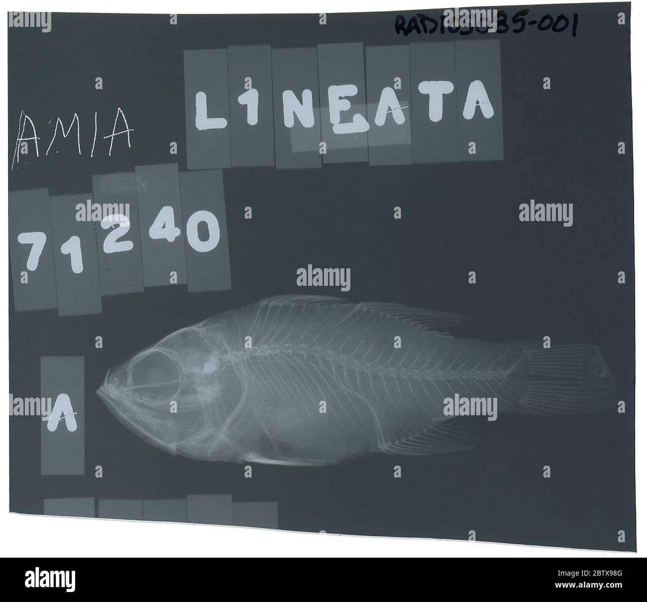 Lineata Cut Out Stock Images & Pictures - Alamy