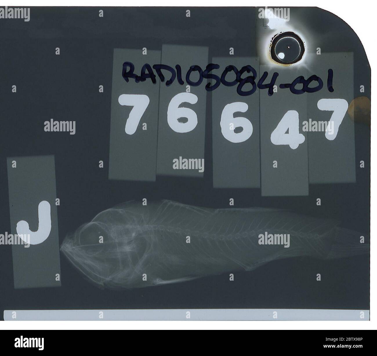 Jaydia lineata. 30 Dec 20155 Stock Photo - Alamy