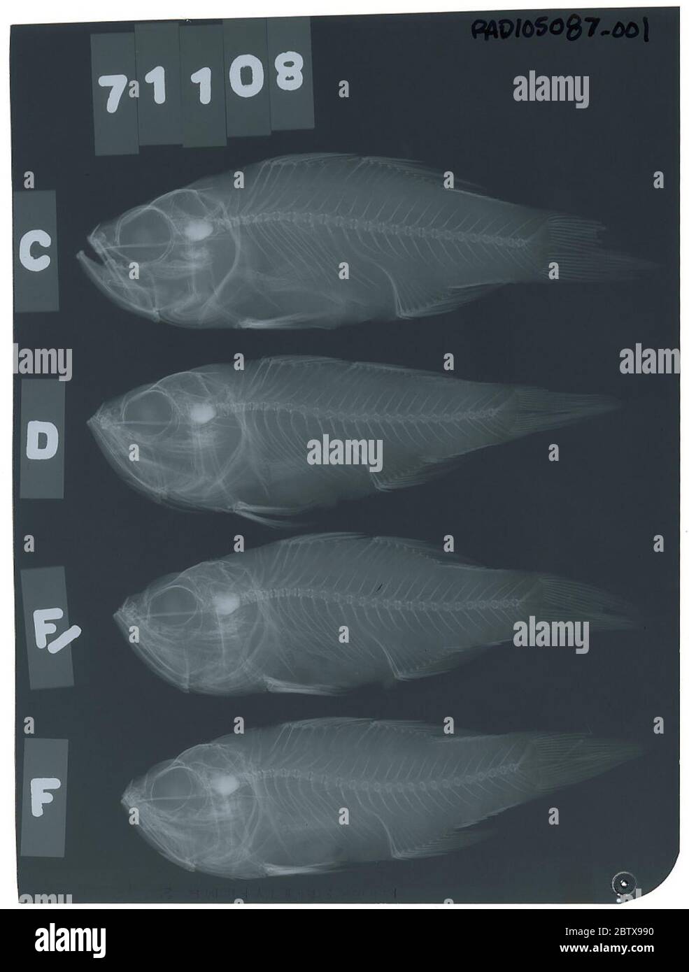 Lineata Cut Out Stock Images & Pictures - Alamy