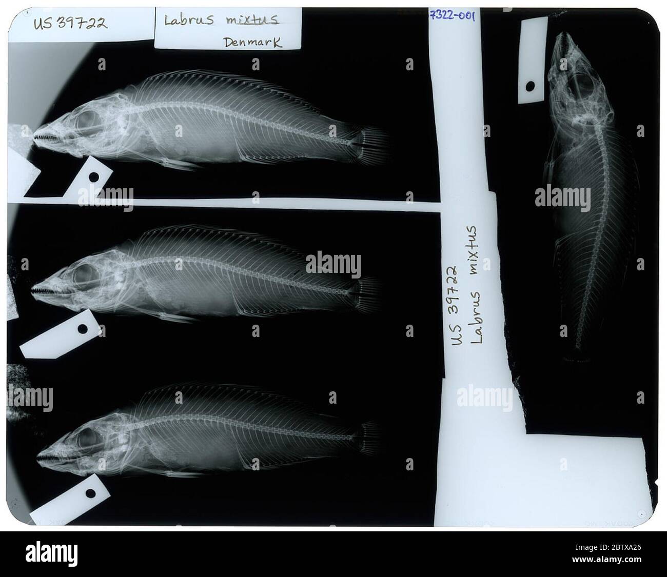 Labrus mixtus hi-res stock photography and images - Alamy