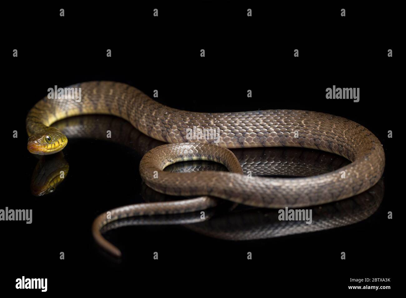 Water Snake Triangle Keelback (Xenochrophis trianguligerus) isolated on ...