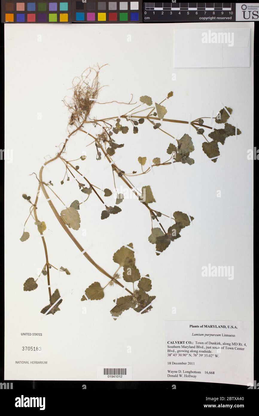 L purpureum hi-res stock photography and images - Alamy