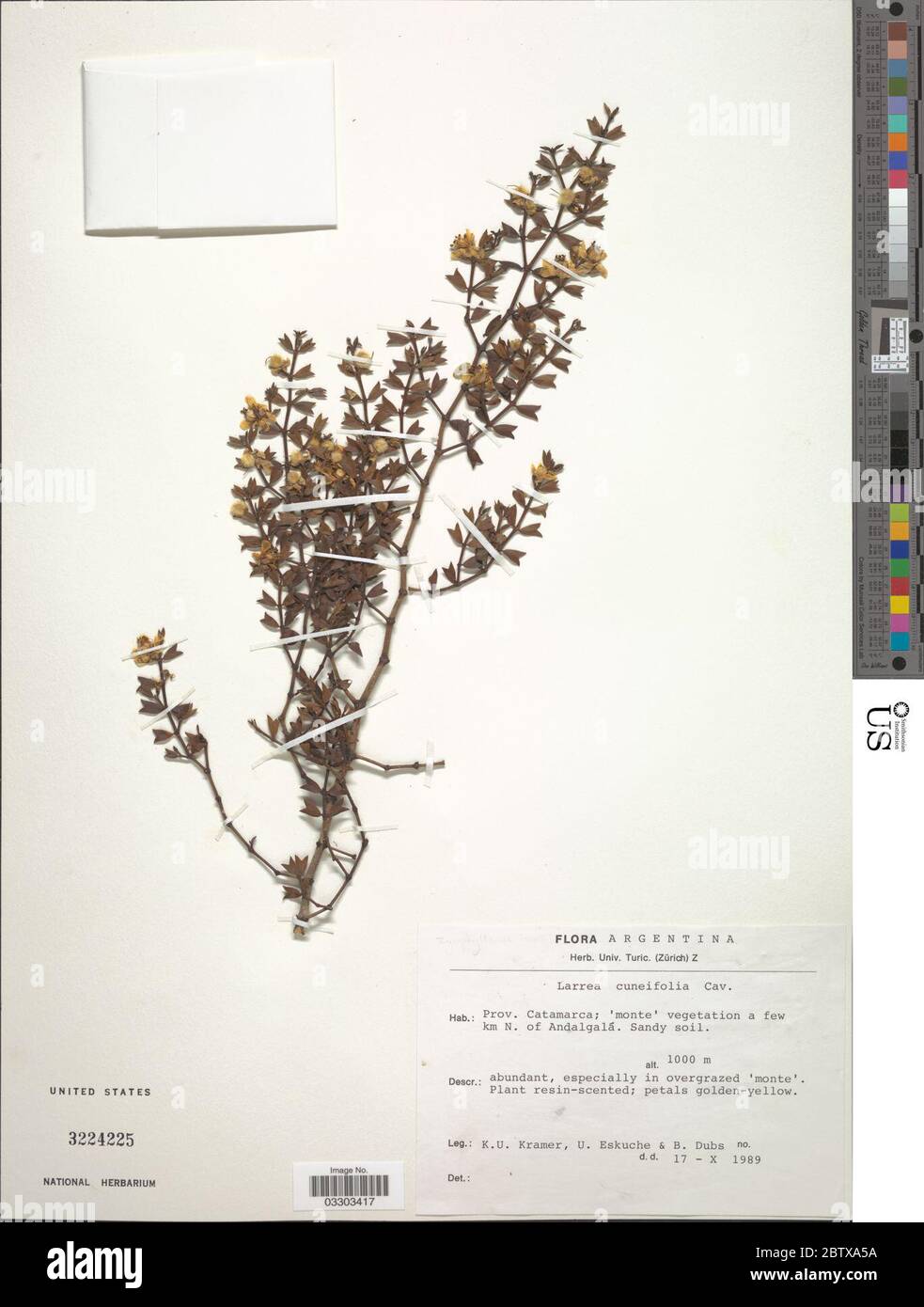 Larrea cuneifolia Cav. 12 Jul 20191 Stock Photo - Alamy
