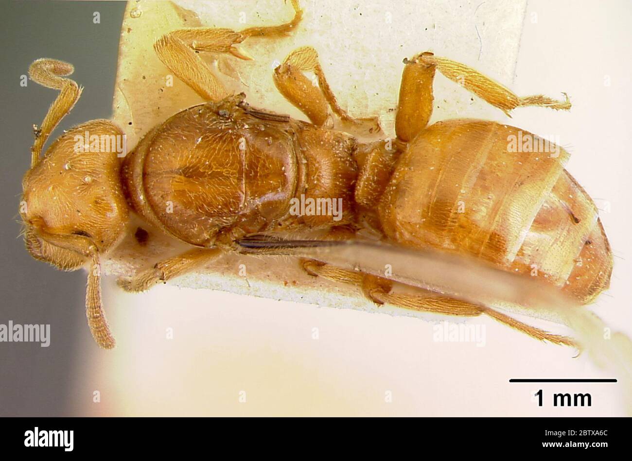 Acanthomyops hi-res stock photography and images - Alamy