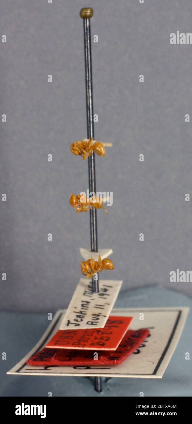 Lasius Acanthomyops pubescens. 30 Mar 20203 Stock Photo - Alamy