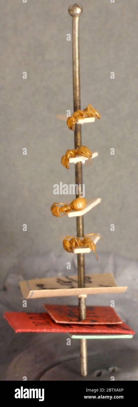 Acanthomyops hi-res stock photography and images - Alamy