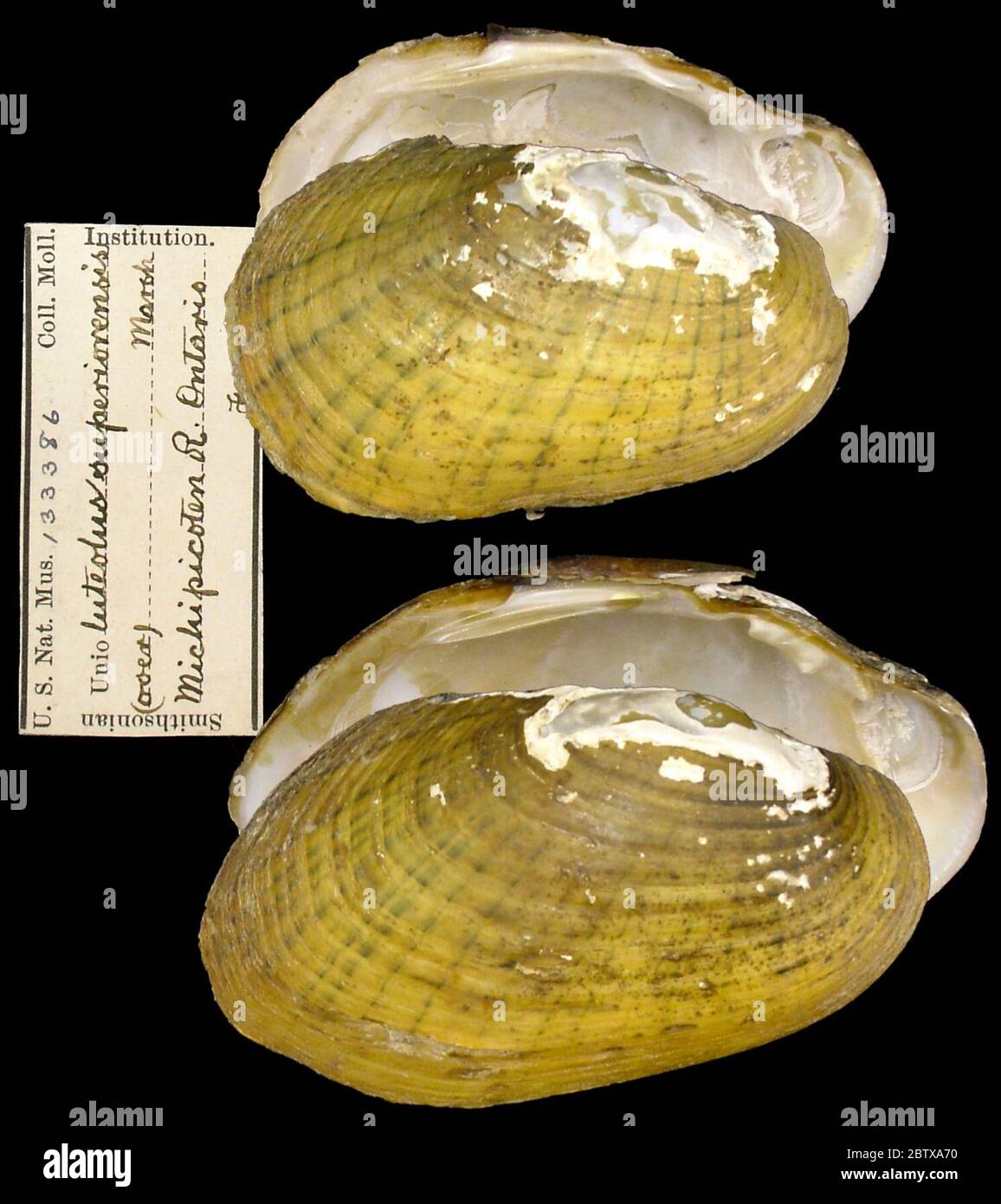 Lampsilis radiata radiata. 26 Mar 20208 Stock Photo - Alamy
