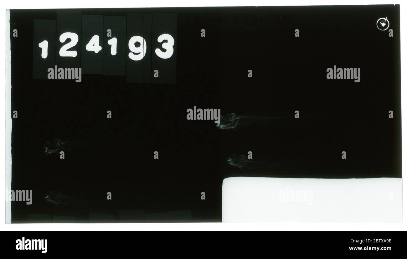 Entomacrodus hi-res stock photography and images - Alamy