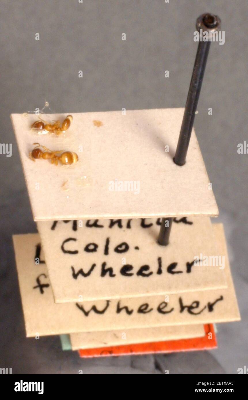 Furunculus hi-res stock photography and images - Alamy