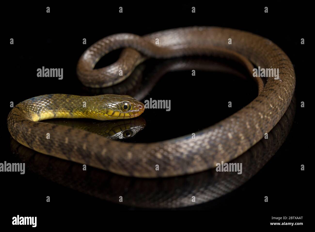 Water Snake Triangle Keelback (Xenochrophis trianguligerus) isolated on ...