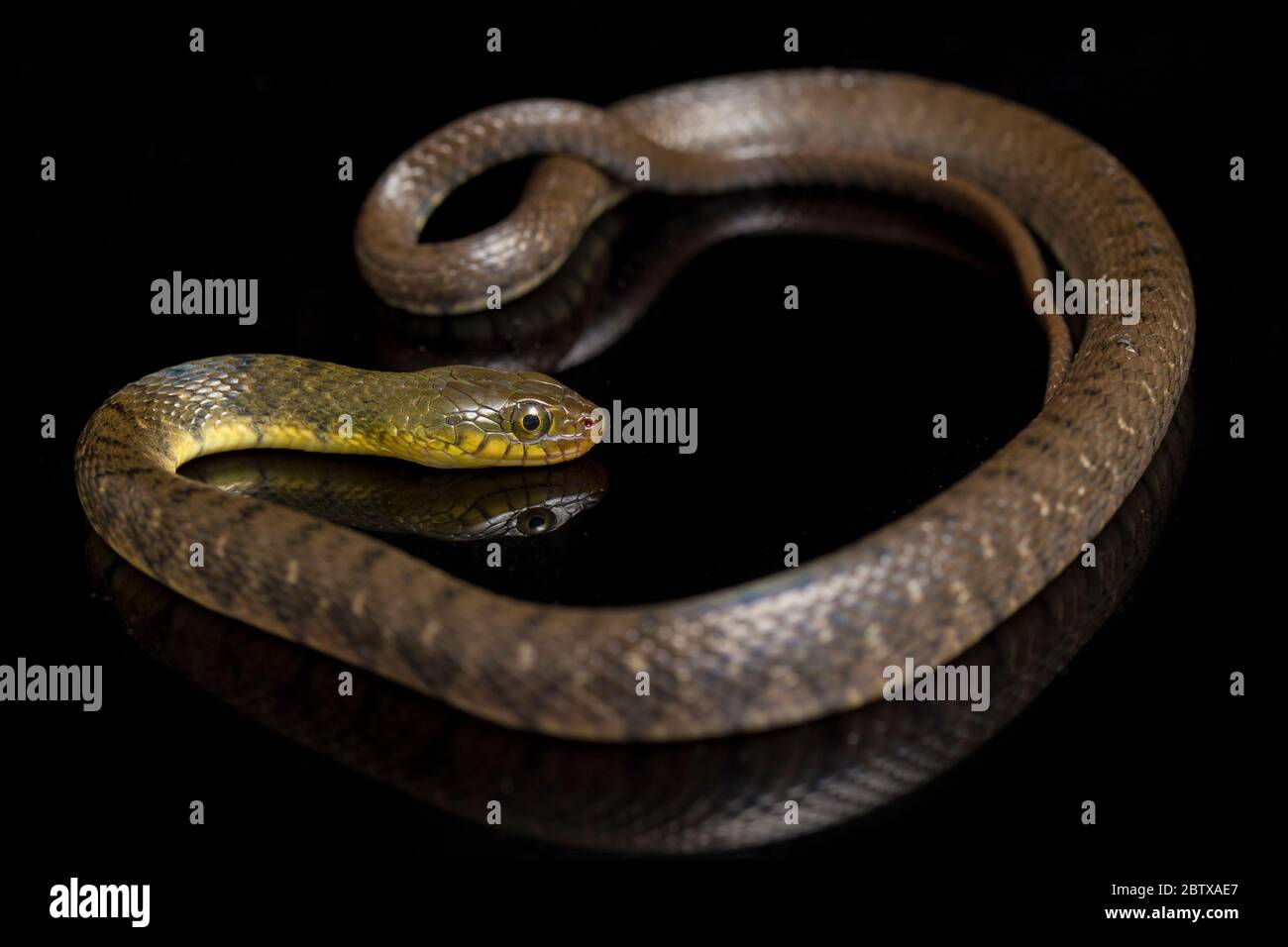 Water Snake Triangle Keelback (Xenochrophis trianguligerus) isolated on ...