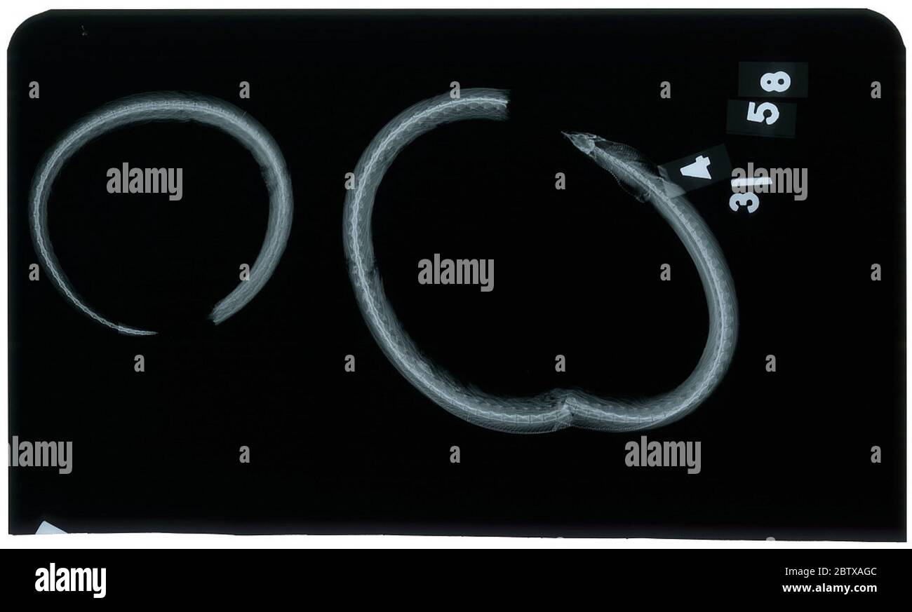 Letharchus velifer Goode Bean. Radiograph is of a lectotype.14 Nov ...