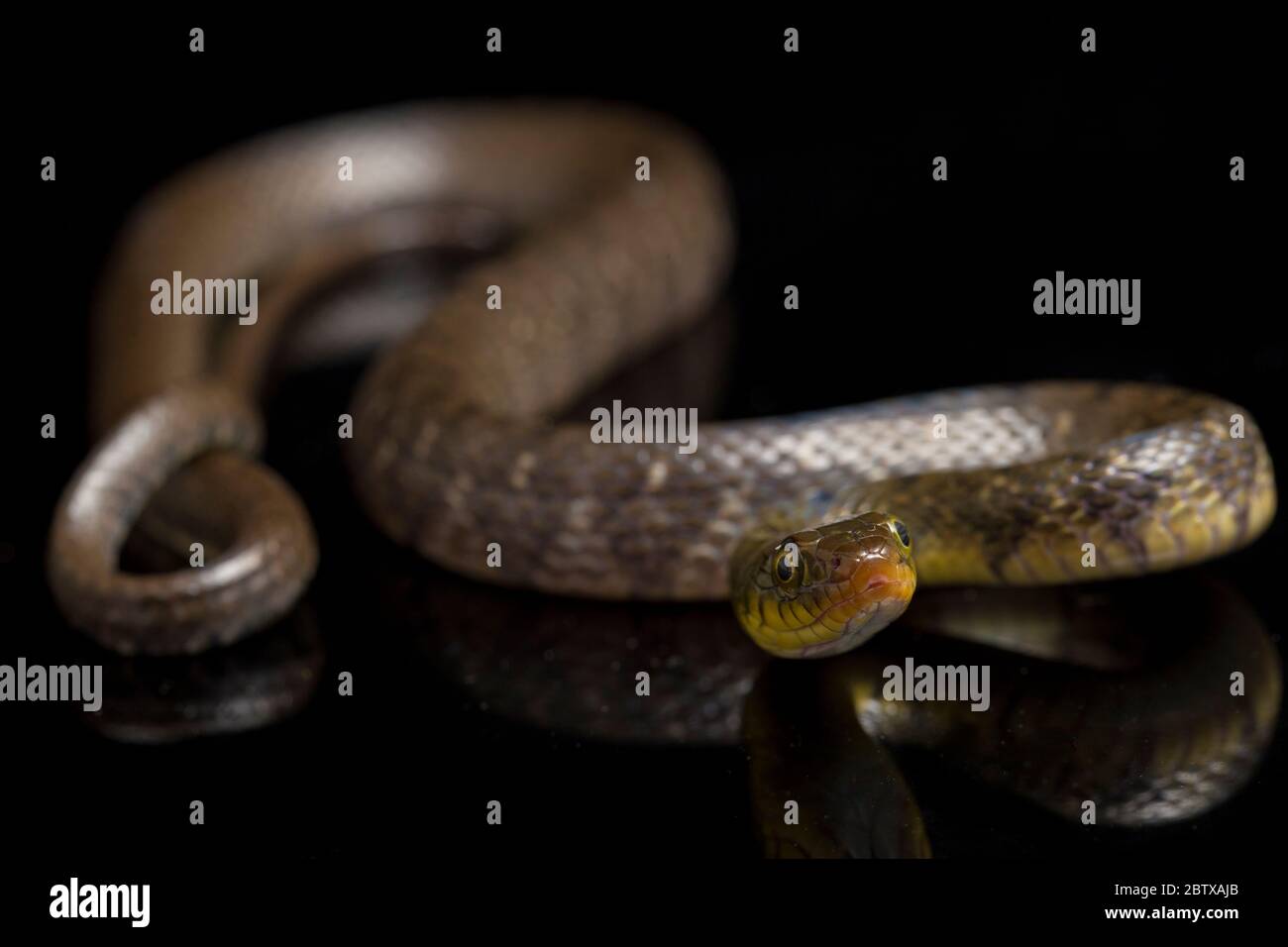 Water Snake Triangle Keelback (Xenochrophis trianguligerus) isolated on ...