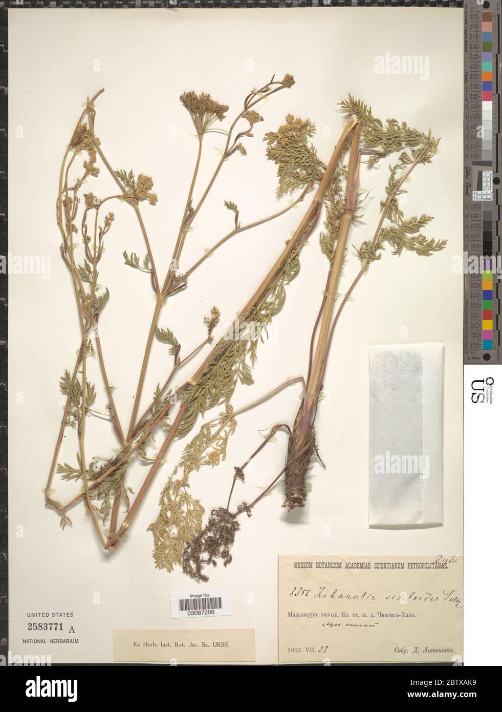 Libanotis seseloides hi-res stock photography and images - Alamy