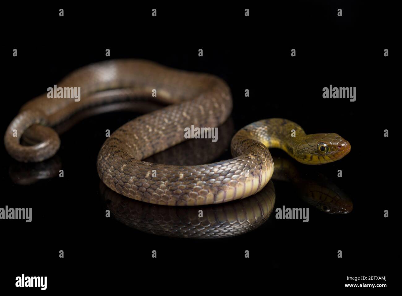Water Snake Triangle Keelback (Xenochrophis trianguligerus) isolated on ...