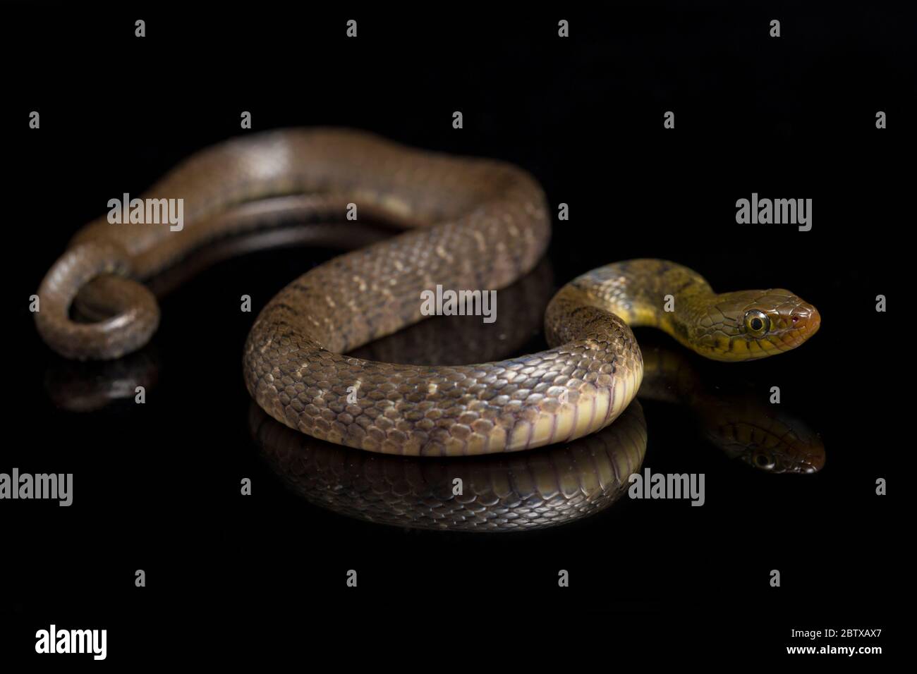 Water Snake Triangle Keelback (Xenochrophis trianguligerus) isolated on ...