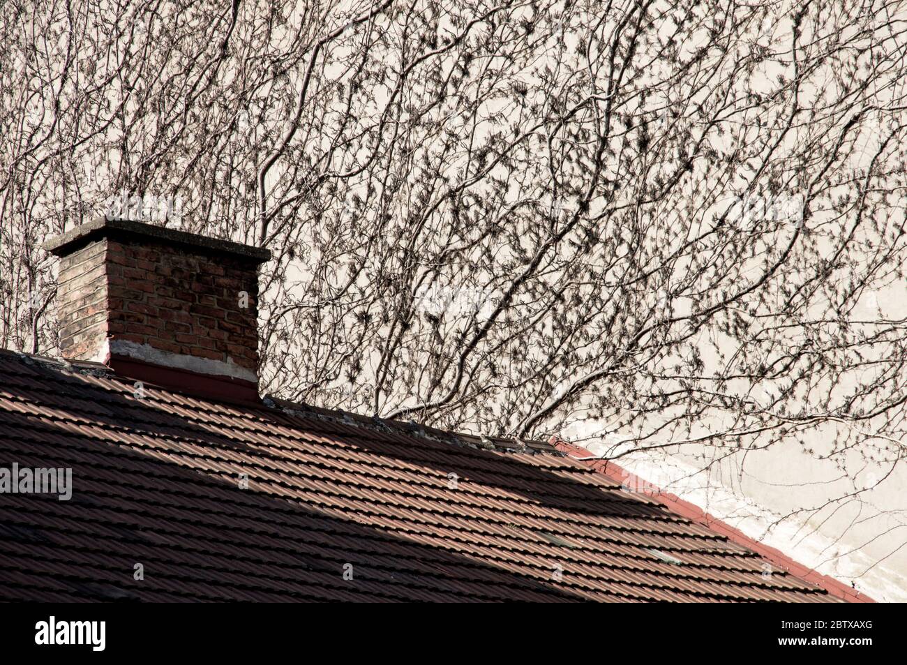 brachiate tree on the wall Stock Photo - Alamy