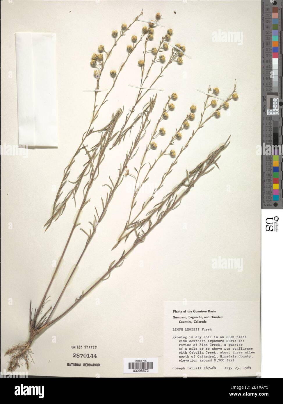 Linum lewisii Pursh. 20 May 20191 Stock Photo - Alamy