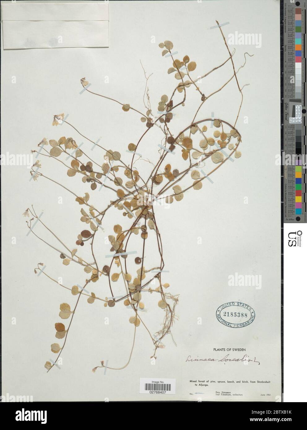 Linnaea borealis l hi-res stock photography and images - Alamy