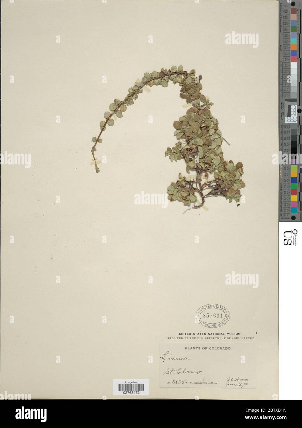 Linnaea borealis l hi-res stock photography and images - Alamy