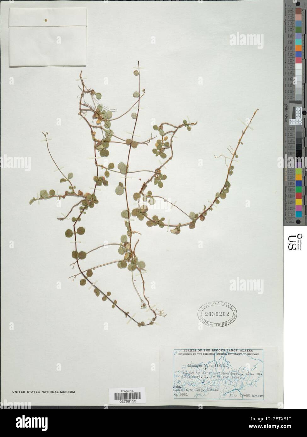 Linnaea borealis l hi-res stock photography and images - Alamy