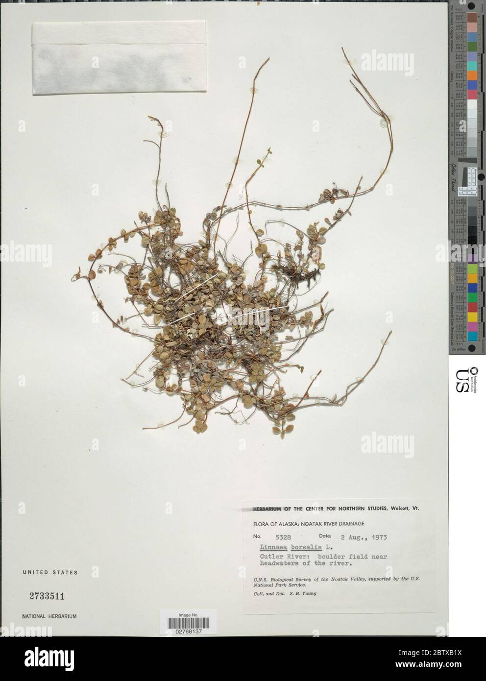 Linnaea borealis l hi-res stock photography and images - Alamy