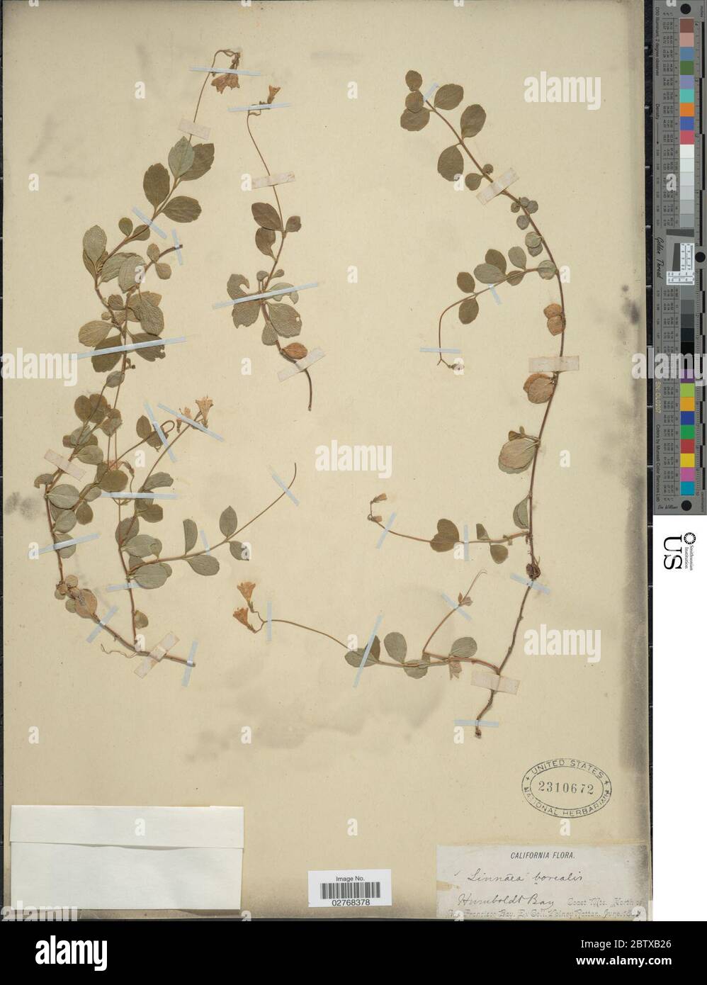 Linnaea borealis l hi-res stock photography and images - Alamy