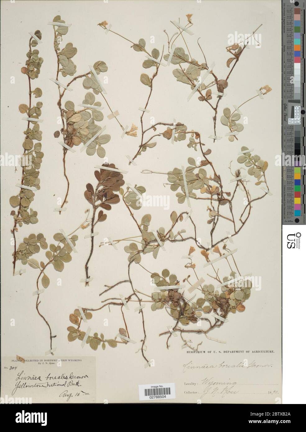 Linnaea borealis L Stock Photo - Alamy