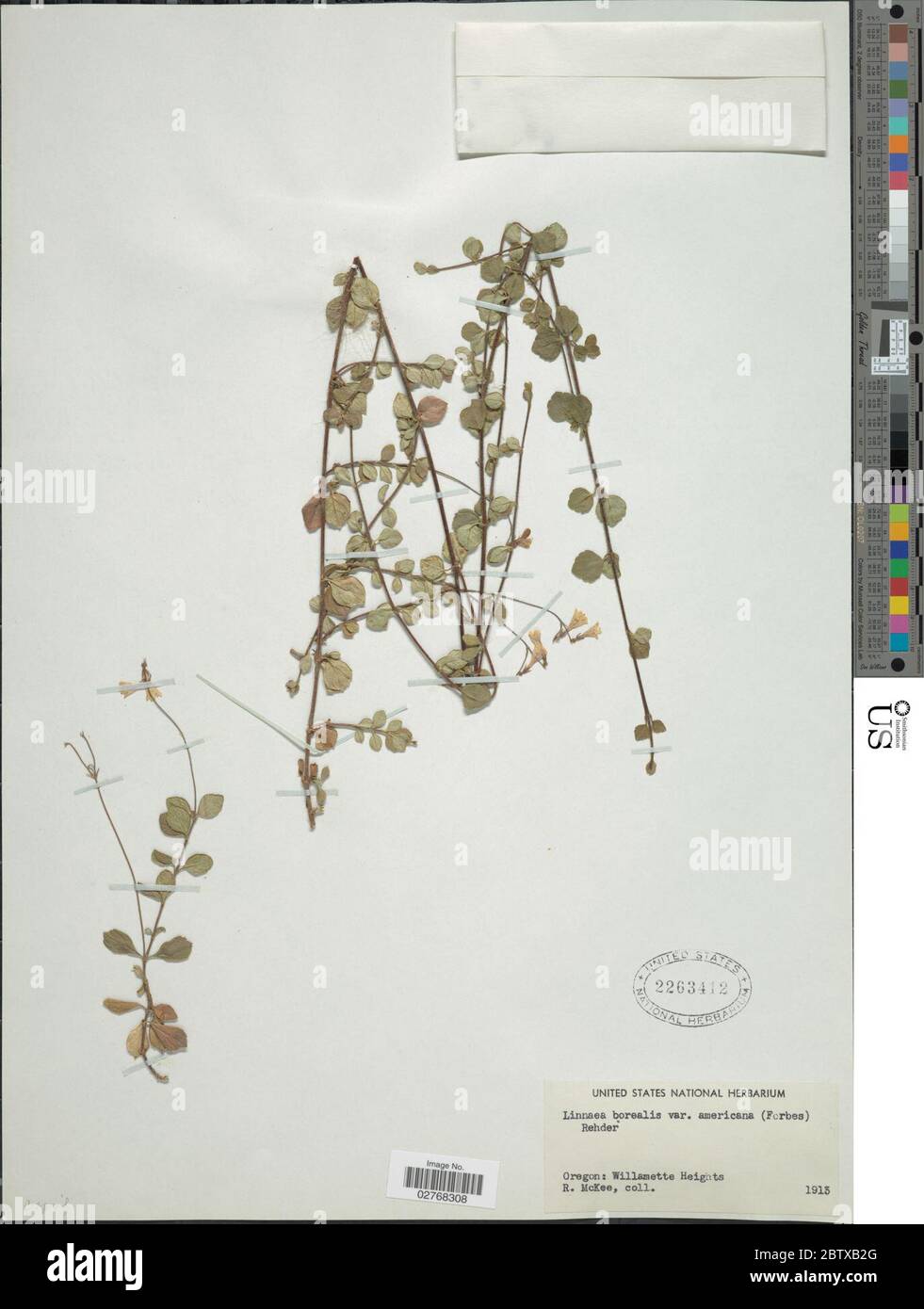 Linnaea borealis l hi-res stock photography and images - Alamy