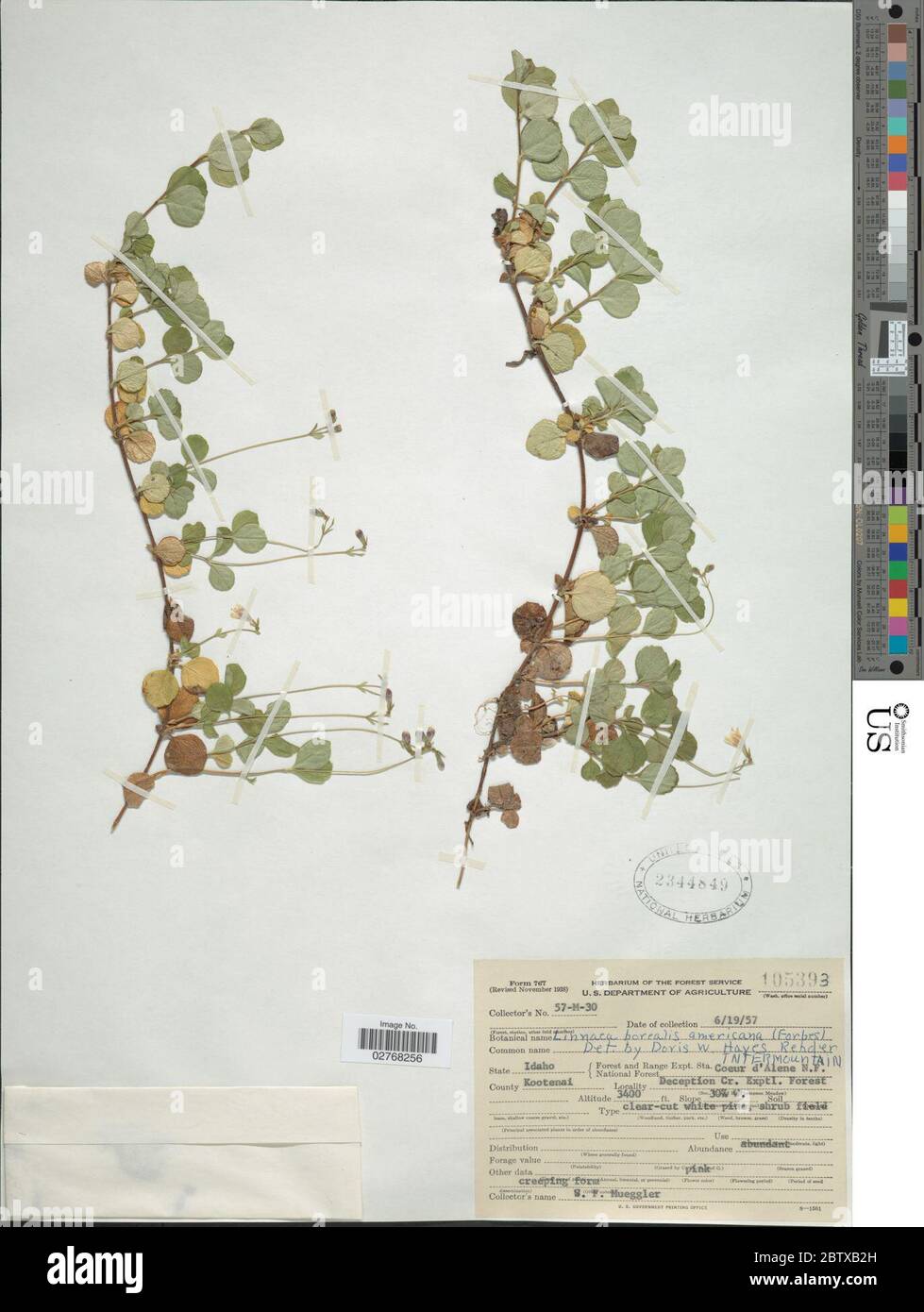 Linnaea borealis l hi-res stock photography and images - Alamy