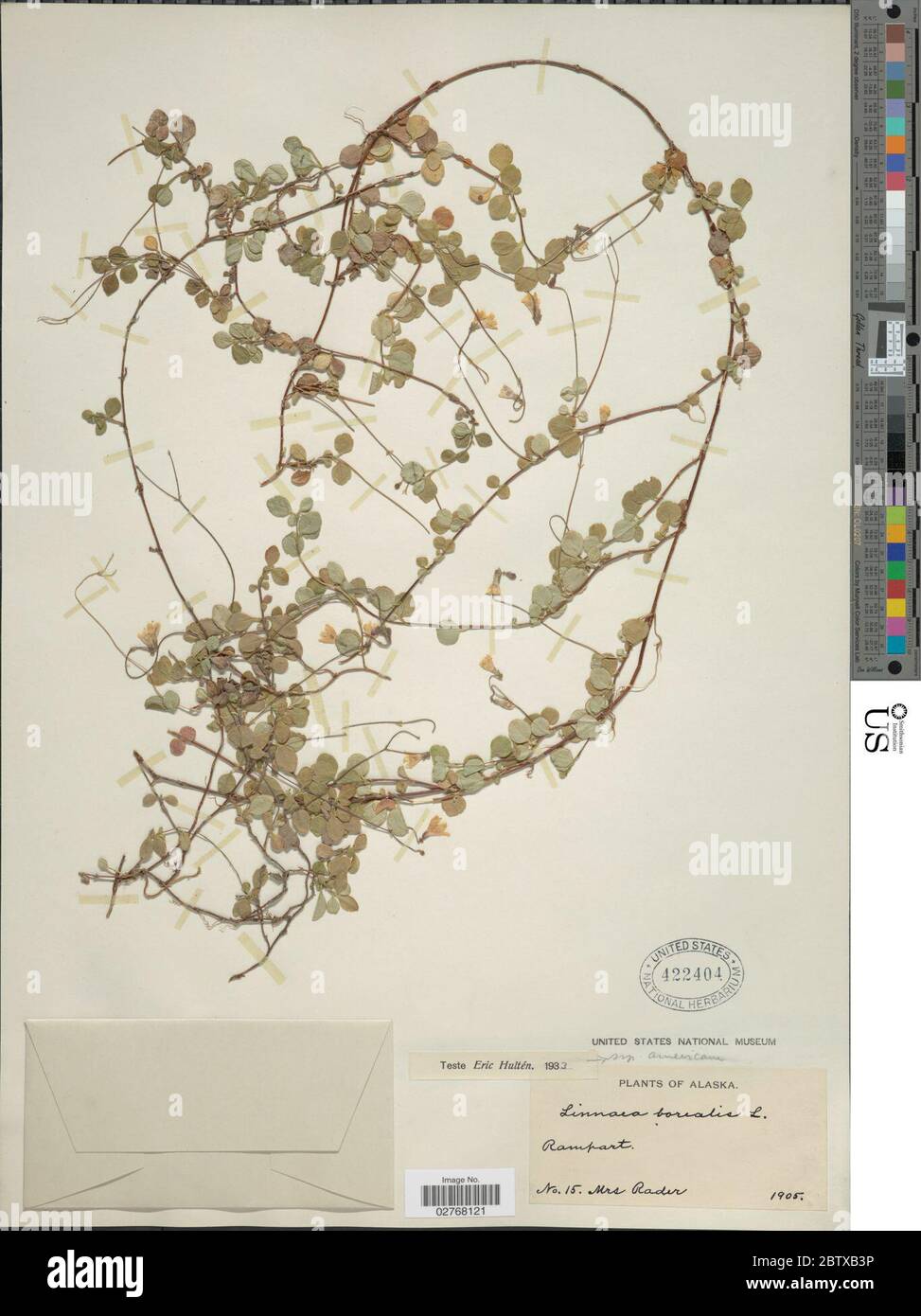 Linnaea borealis americana hi-res stock photography and images - Alamy