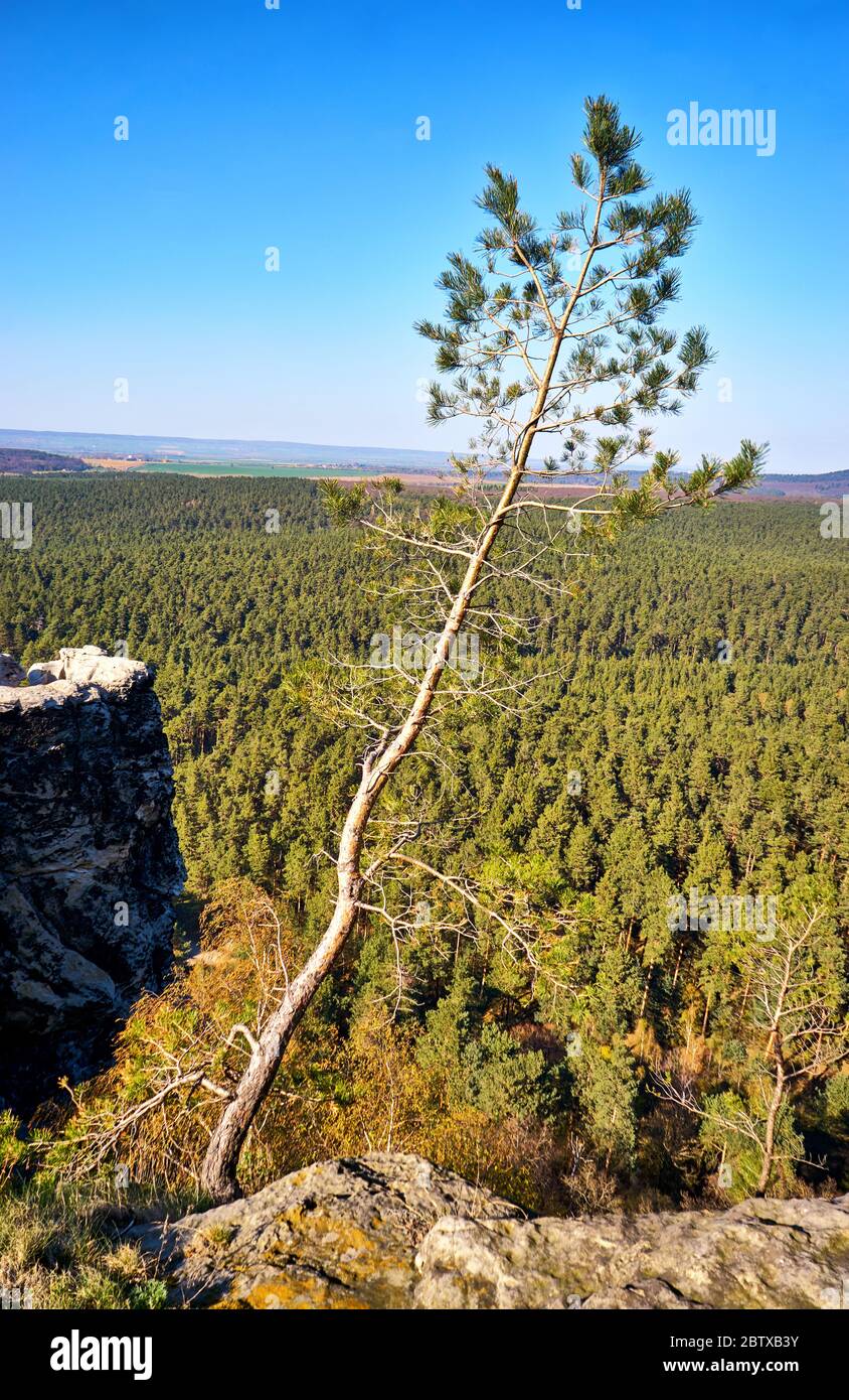 Aerial view of a single tree with green forest in the background Stock ...