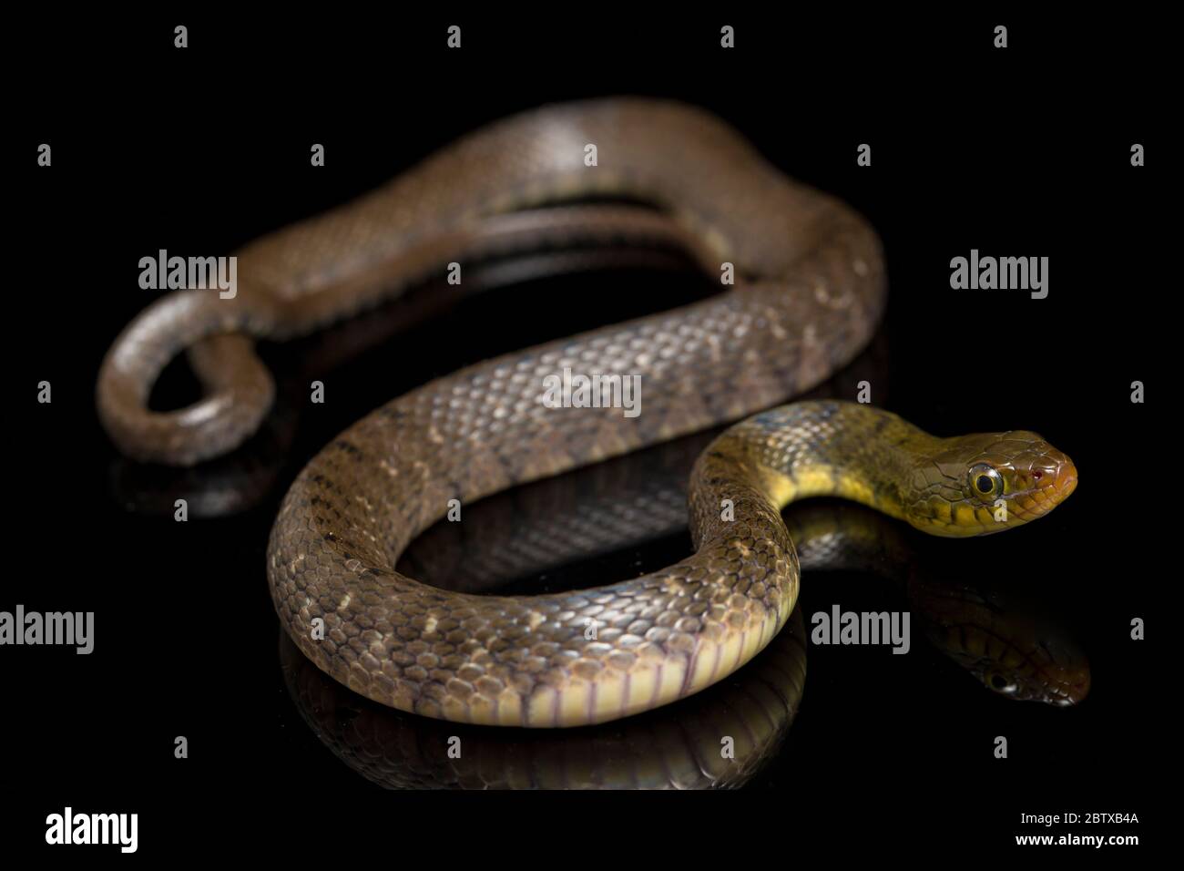 Water Snake Triangle Keelback (Xenochrophis trianguligerus) isolated on ...