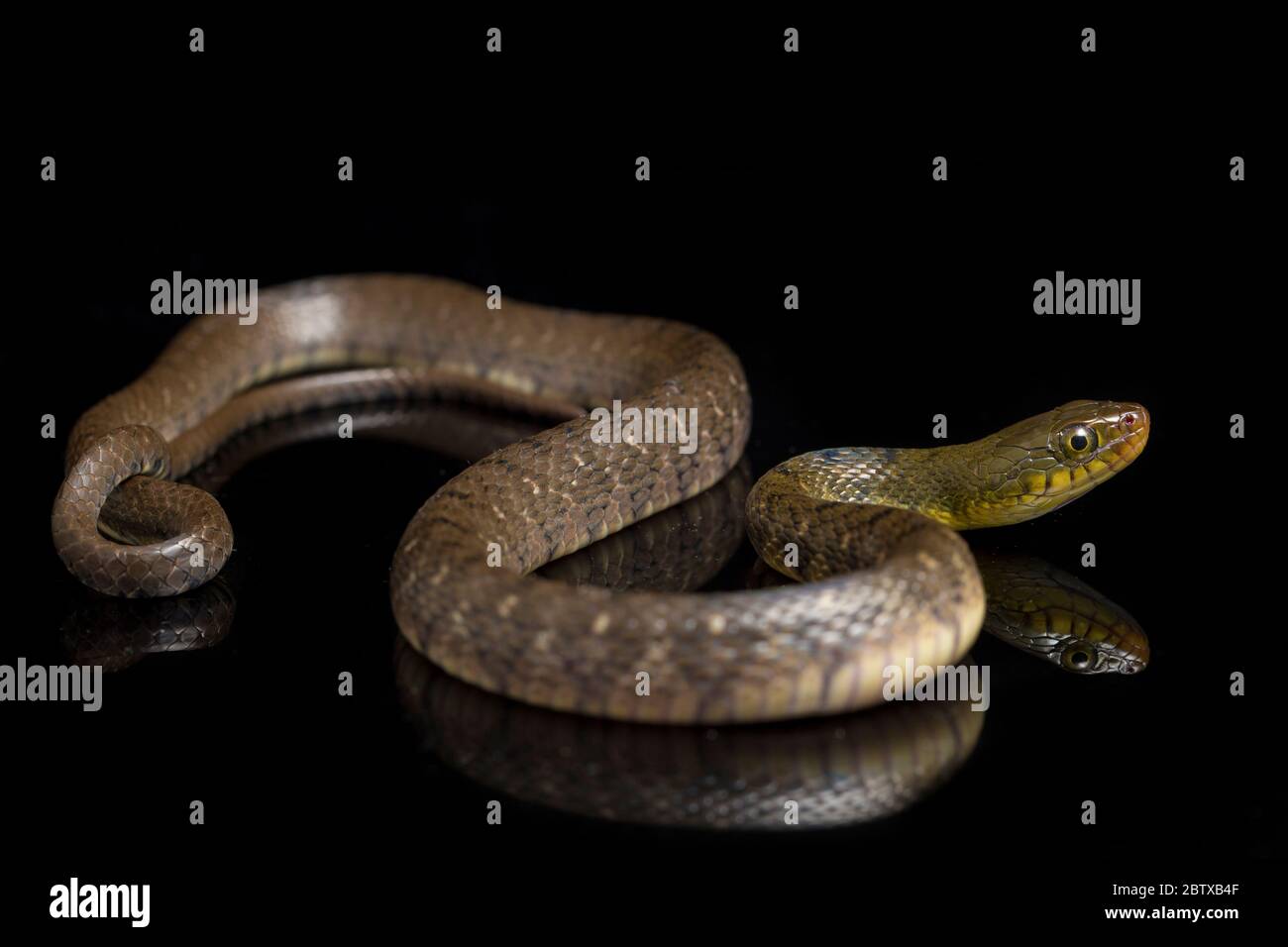 Water Snake Triangle Keelback (Xenochrophis trianguligerus) isolated on ...