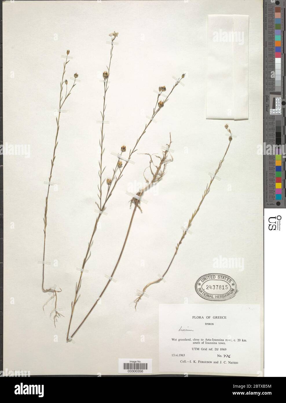 Linum Sp High Resolution Stock Photography and Images - Alamy