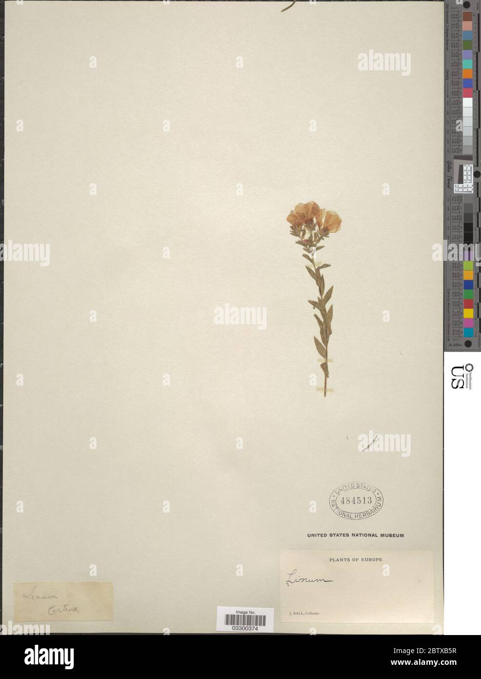 Linum Sp High Resolution Stock Photography and Images - Alamy