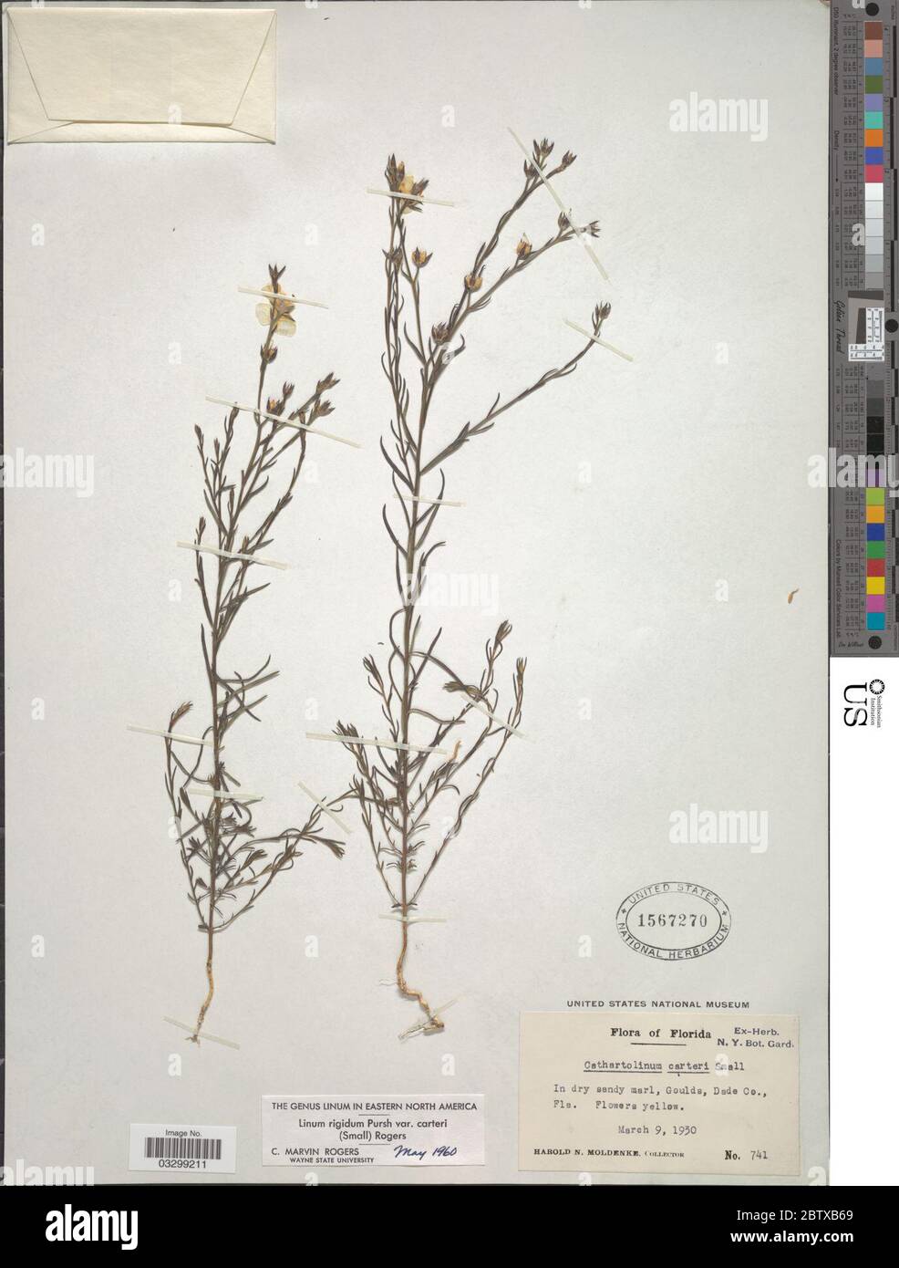 Linum rigidum hi-res stock photography and images - Alamy