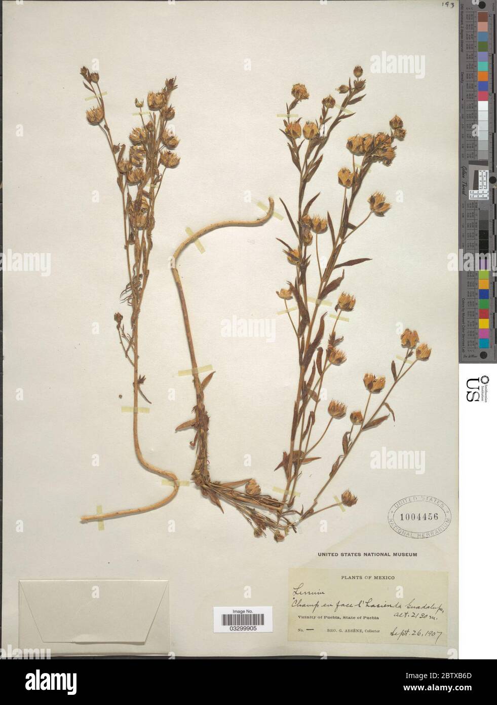 Linum Sp High Resolution Stock Photography and Images - Alamy