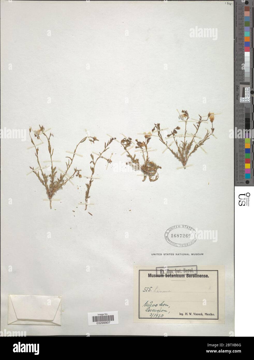 Linum Sp High Resolution Stock Photography and Images - Alamy