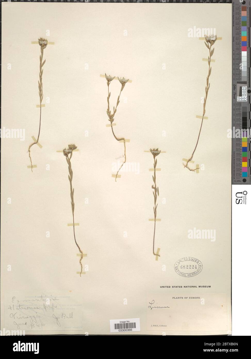 Linum Sp High Resolution Stock Photography and Images - Alamy