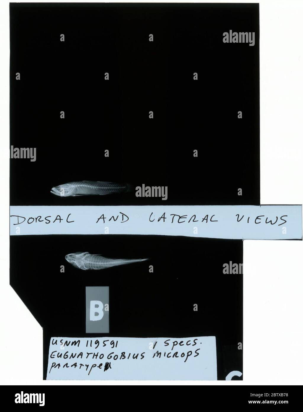 Microps hi-res stock photography and images - Alamy