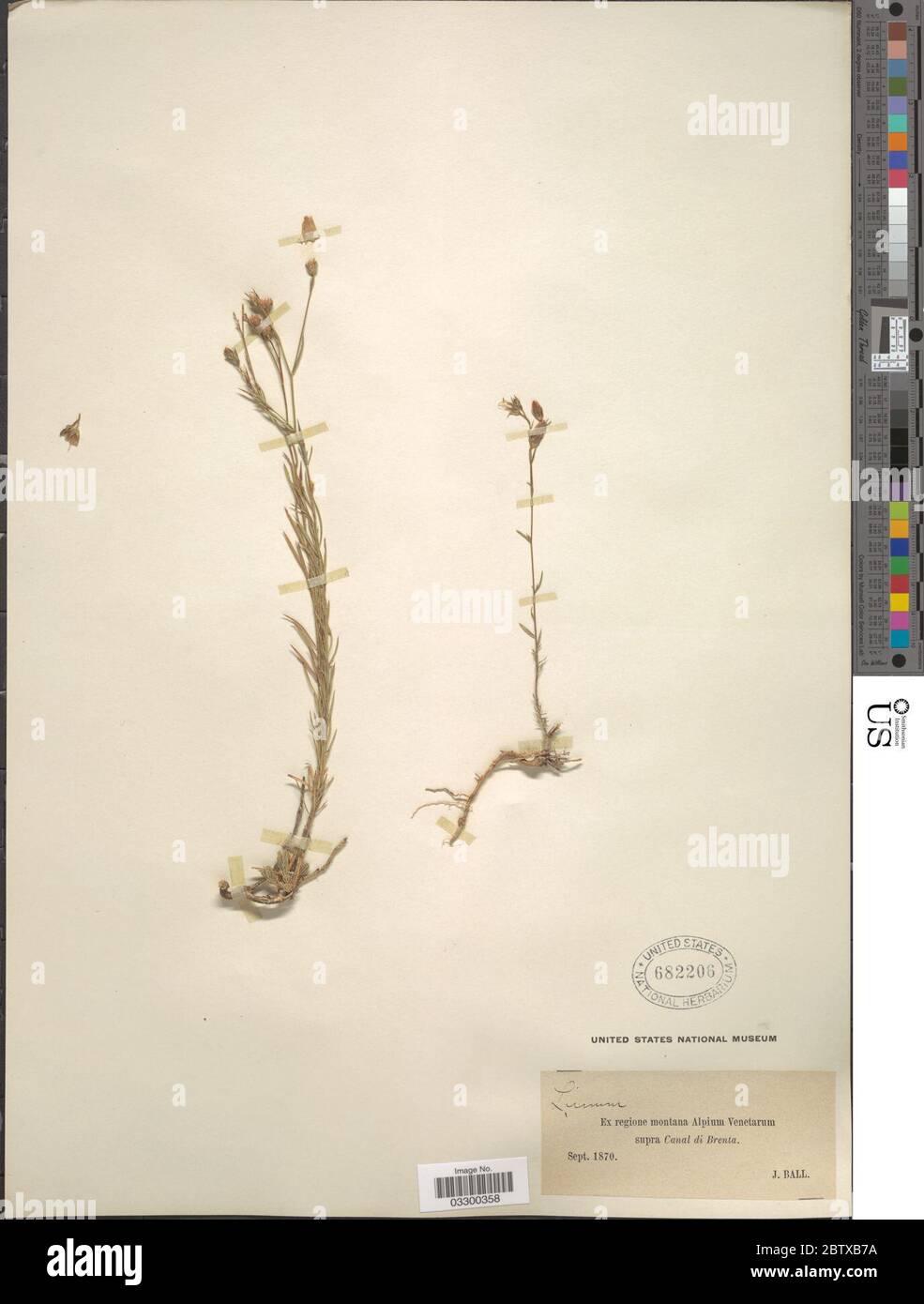 Linum sp hi-res stock photography and images - Alamy