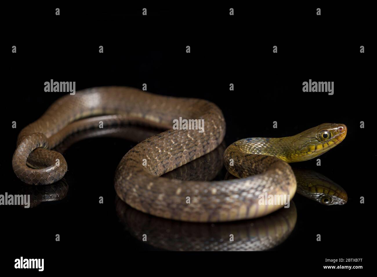 Water Snake Triangle Keelback (Xenochrophis trianguligerus) isolated on ...