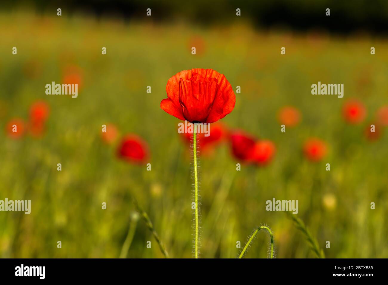 Field of poppy flowers in England Stock Photo - Alamy