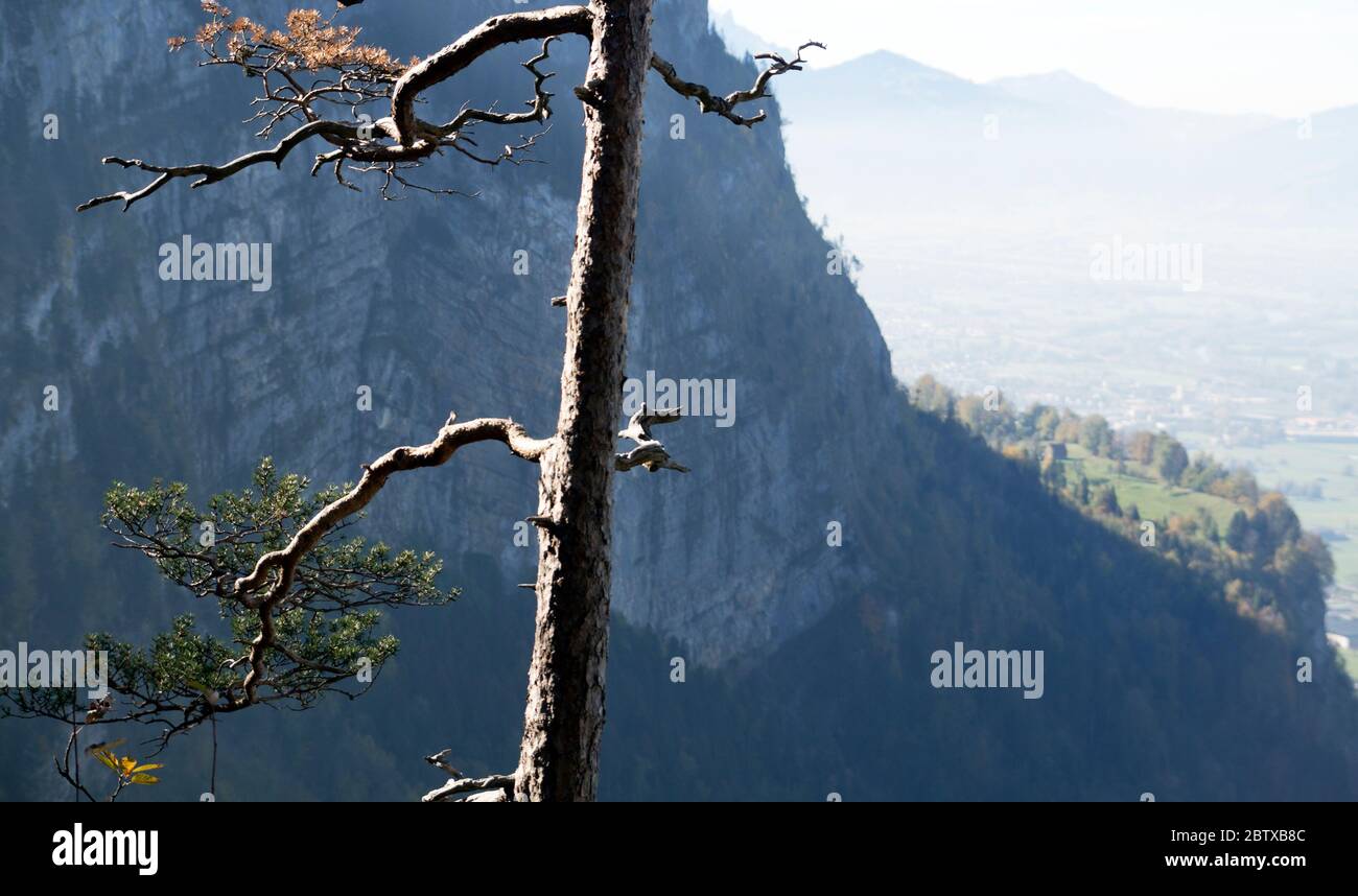 tree in the alps Stock Photo - Alamy