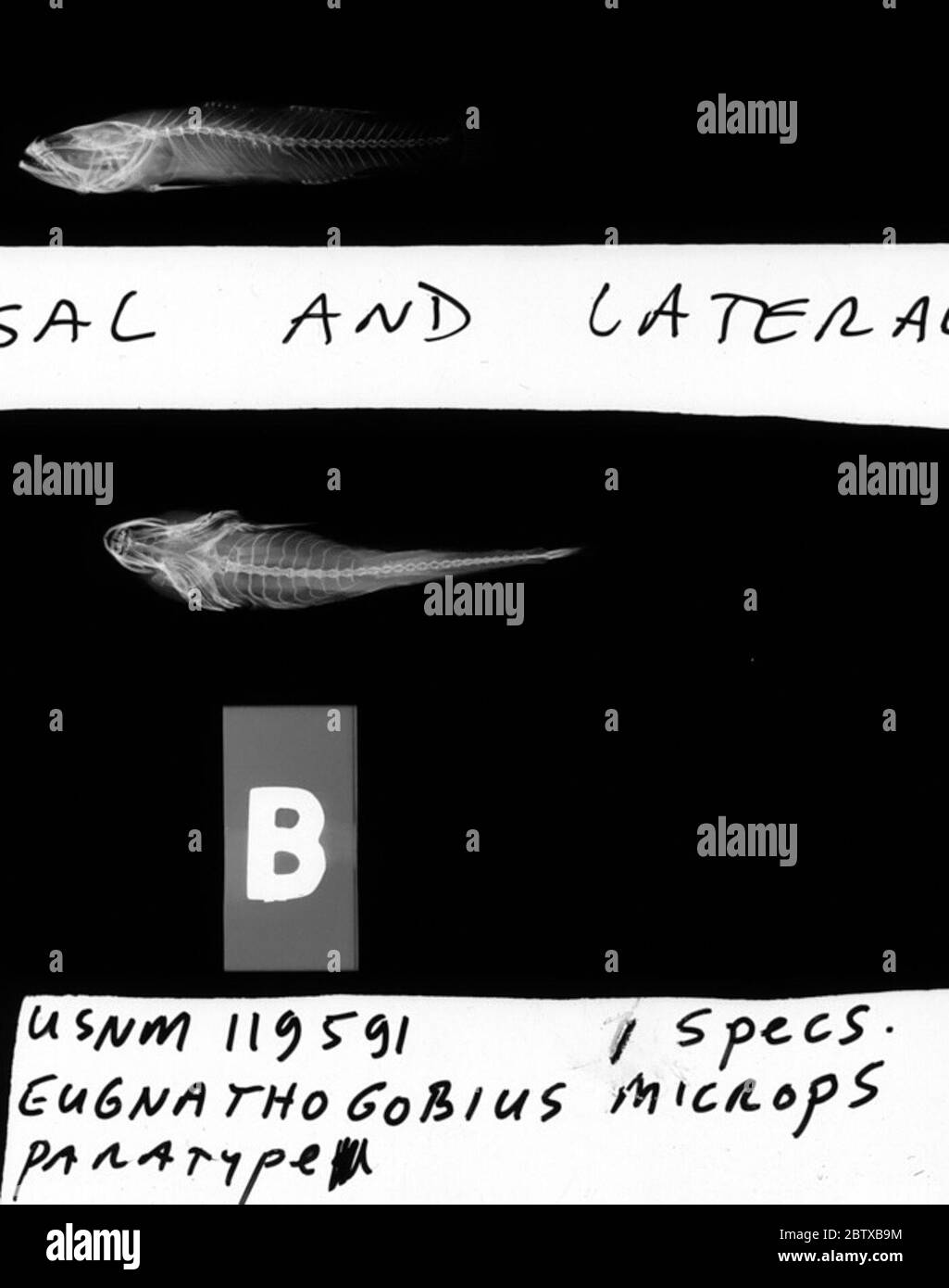 Microps hi-res stock photography and images - Alamy