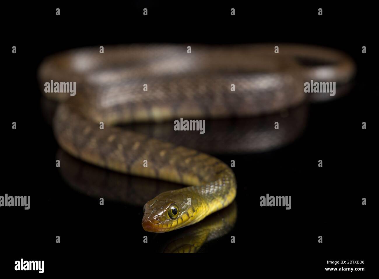 Water Snake Triangle Keelback (Xenochrophis trianguligerus) isolated on ...