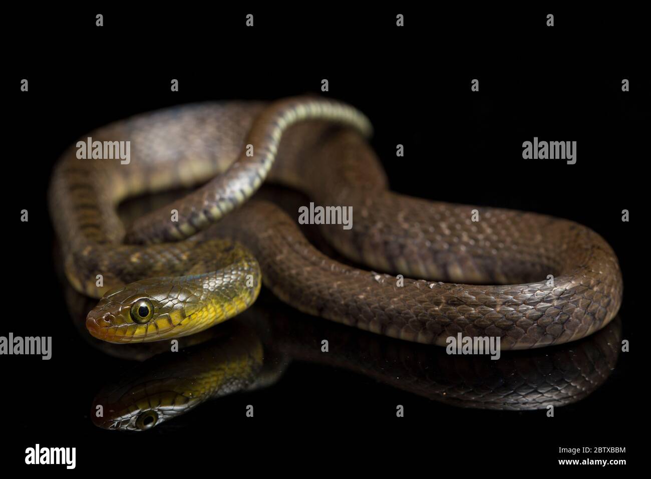 Water Snake Triangle Keelback (Xenochrophis trianguligerus) isolated on ...