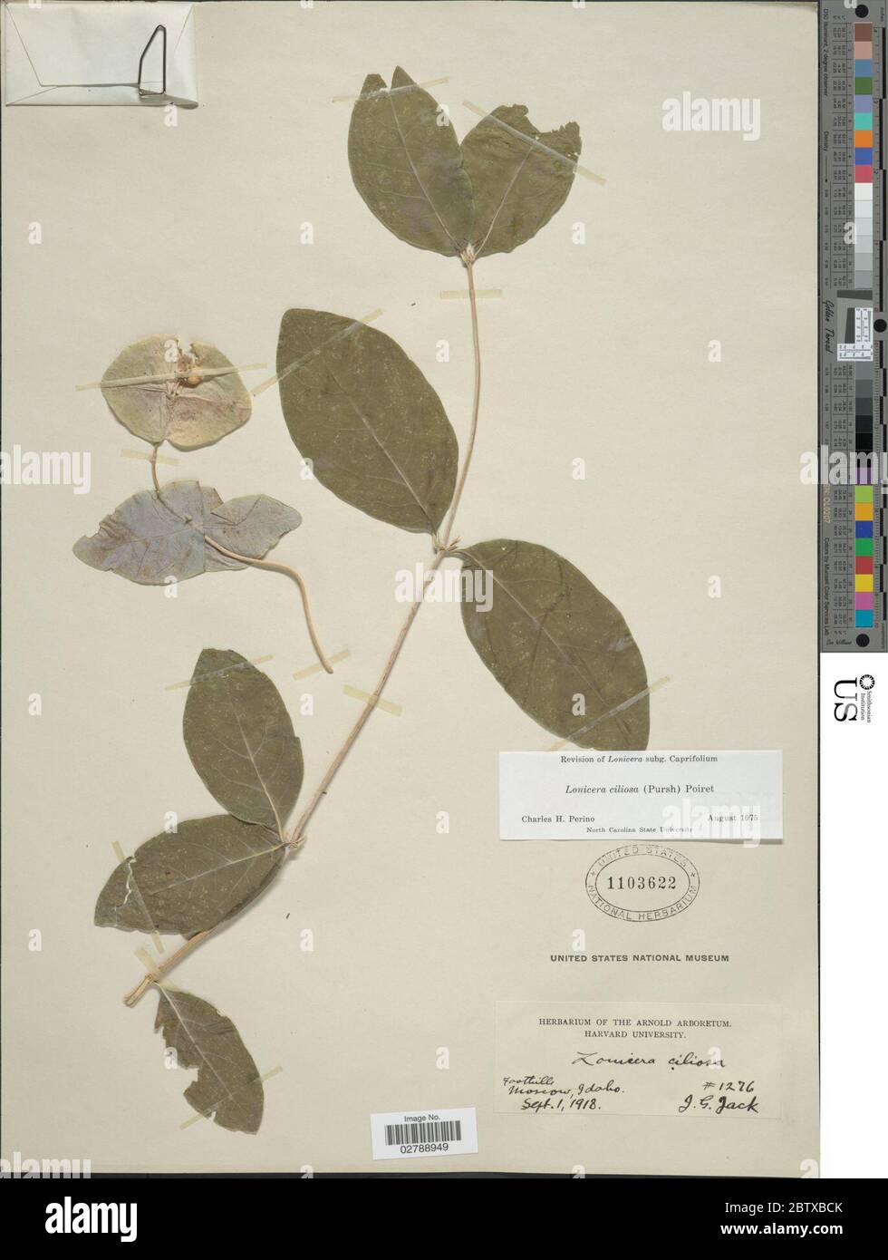 Ciliosa hi-res stock photography and images - Alamy