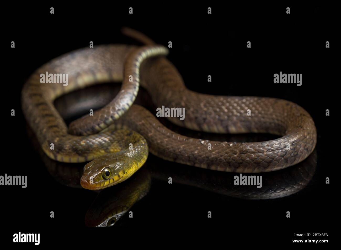Water Snake Triangle Keelback (Xenochrophis trianguligerus) isolated on ...